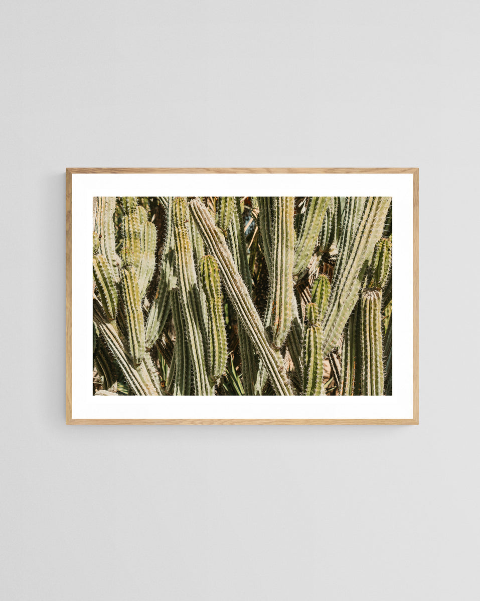 Modern Fine Art Photograph Of A VIbrant Cactus Plant – Alicia Bock ...