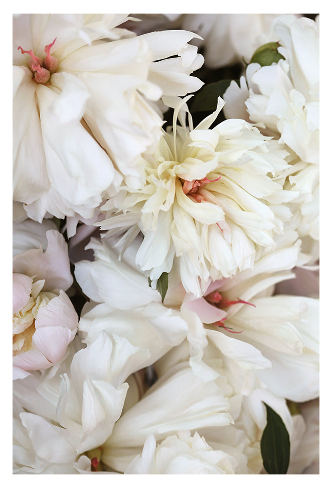 Delicate Peony Flowers by Alicia Bock. – Alicia Bock Print Shop
